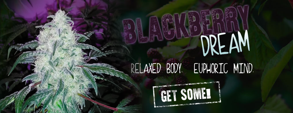 Elev8 Seeds | Cannabis Seeds and Strains