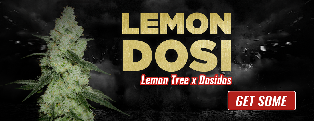 Elev8 Seeds | The Best Cannabis Seeds and Strains