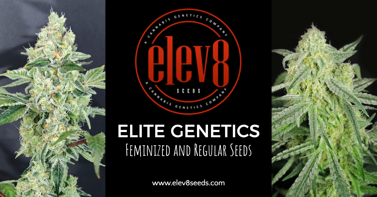 Cannabis Seeds, Marijuana Seeds at Elev8 Seeds Seed Bank