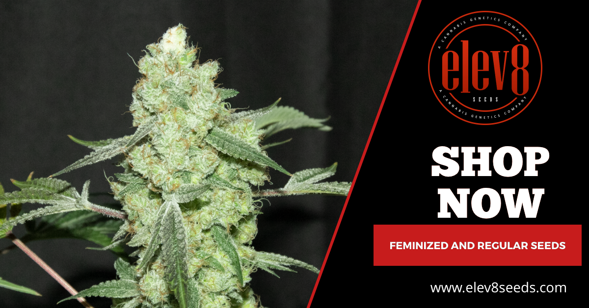 Buy Marijuana Seeds, Elite Cannabis Seeds from Elev8 Seeds