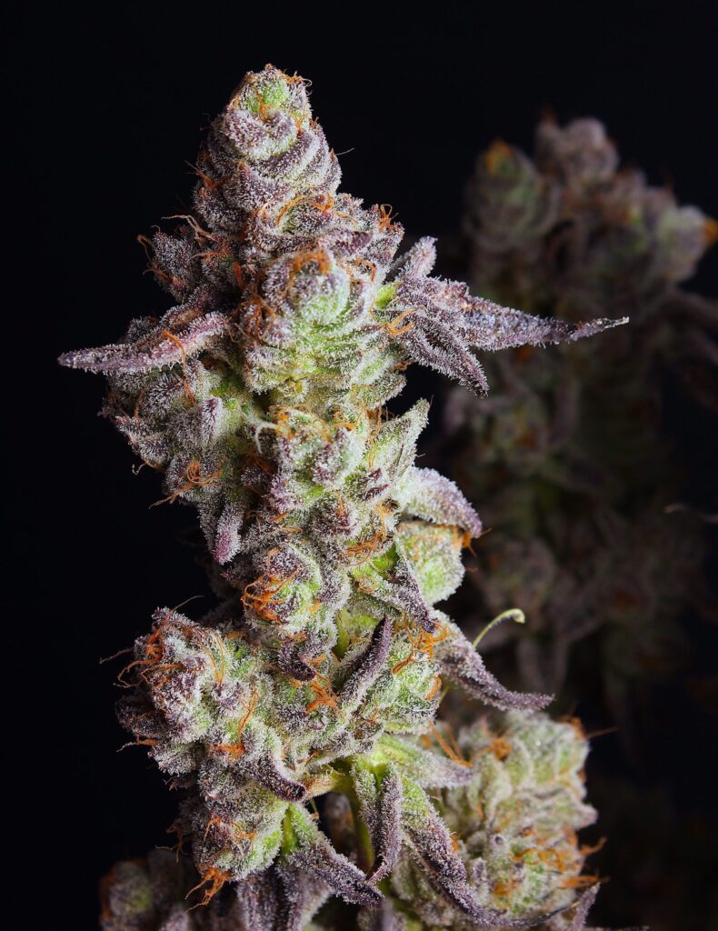 Punch Cake - Elev8 Seeds