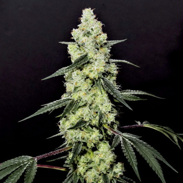 Forbidden Gelato - Elev8 Seeds