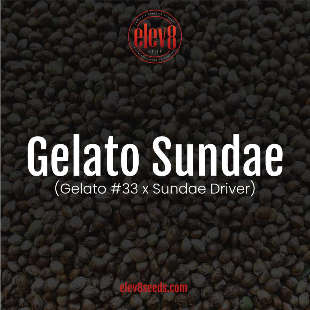 Gelato Sundae Marijuana Seeds | Elev8 Seeds