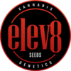 Punch Cake - Elev8 Seeds