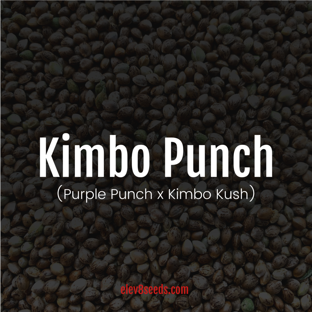 Kimbo Punch - Elev8 Seeds