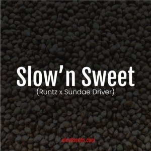 Buy Marijuana Seeds Online - Elev8 Seeds