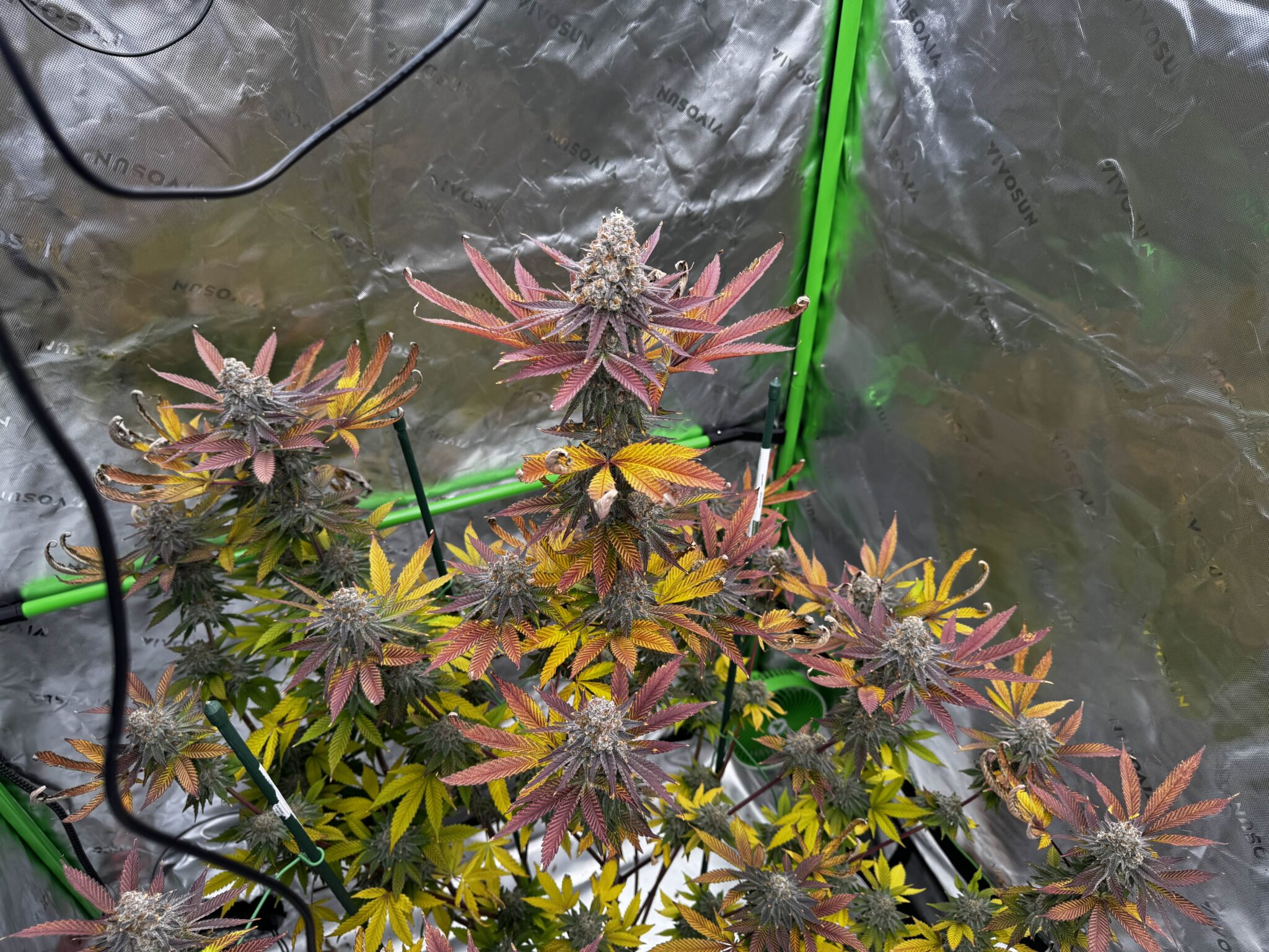 Boof Boss – Fruity, High-Potency Hybrid | Elev8 Seeds
