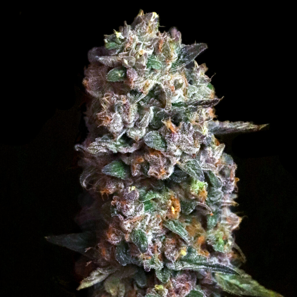 Pink Slurpee - Elev8 Seeds