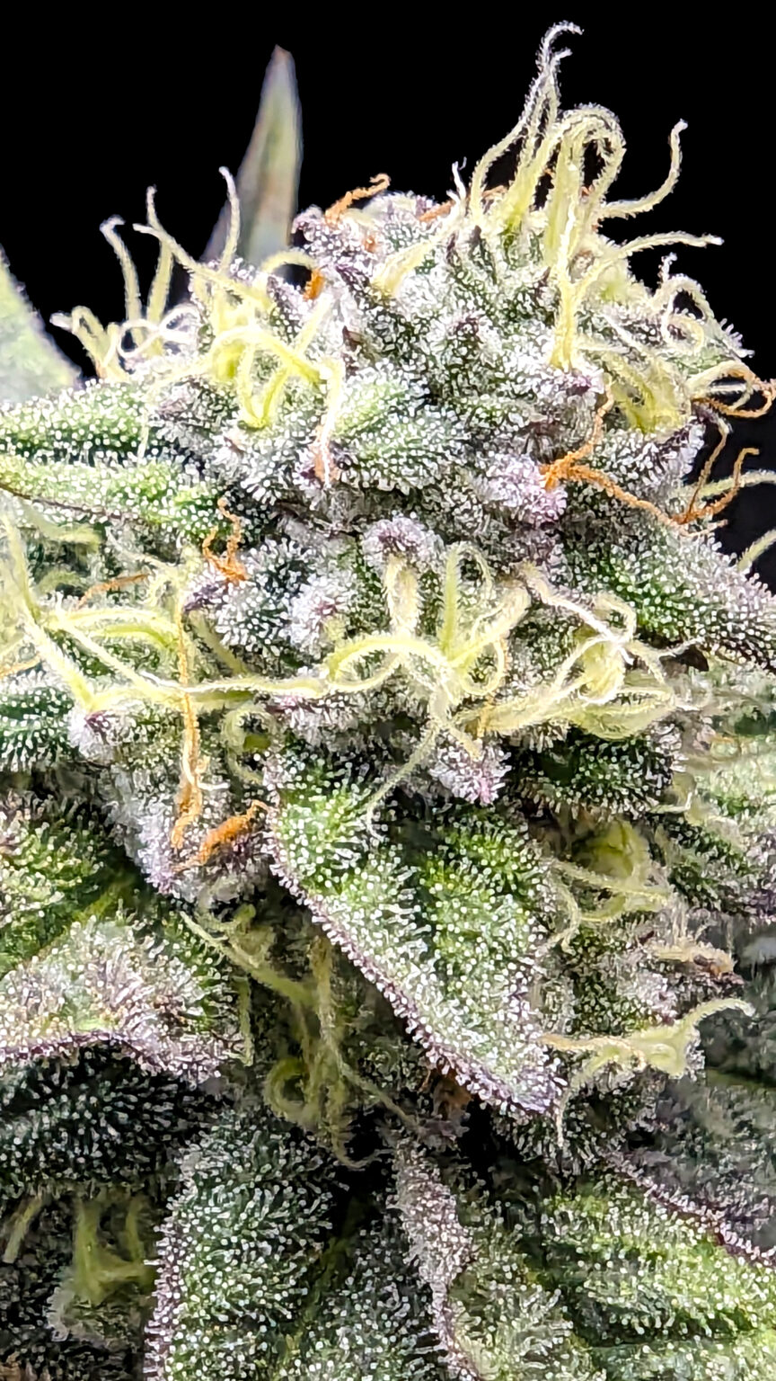 Sherbet Cream Cake - Elev8 Seeds