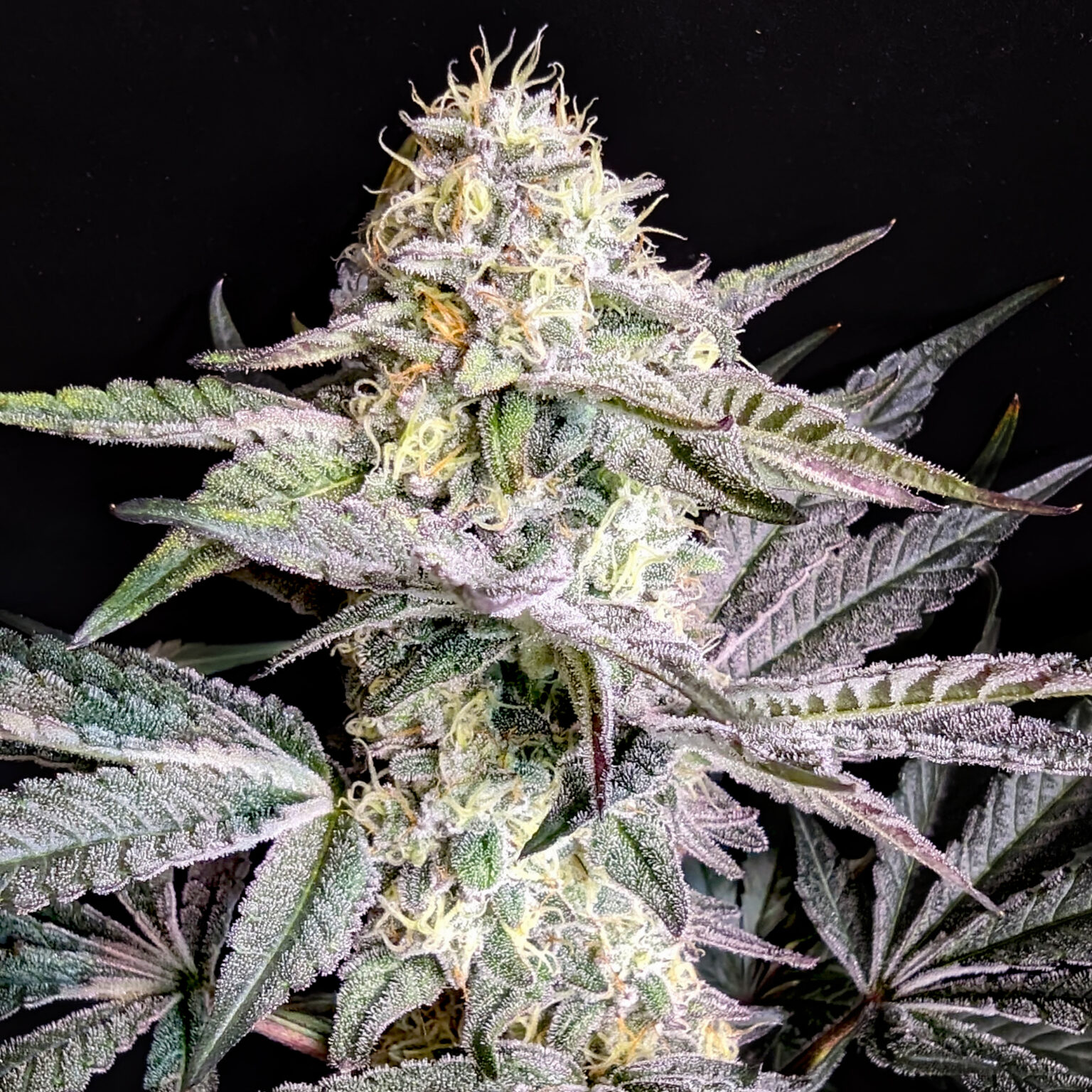 Elev8 Seeds – Cannabis Genetics