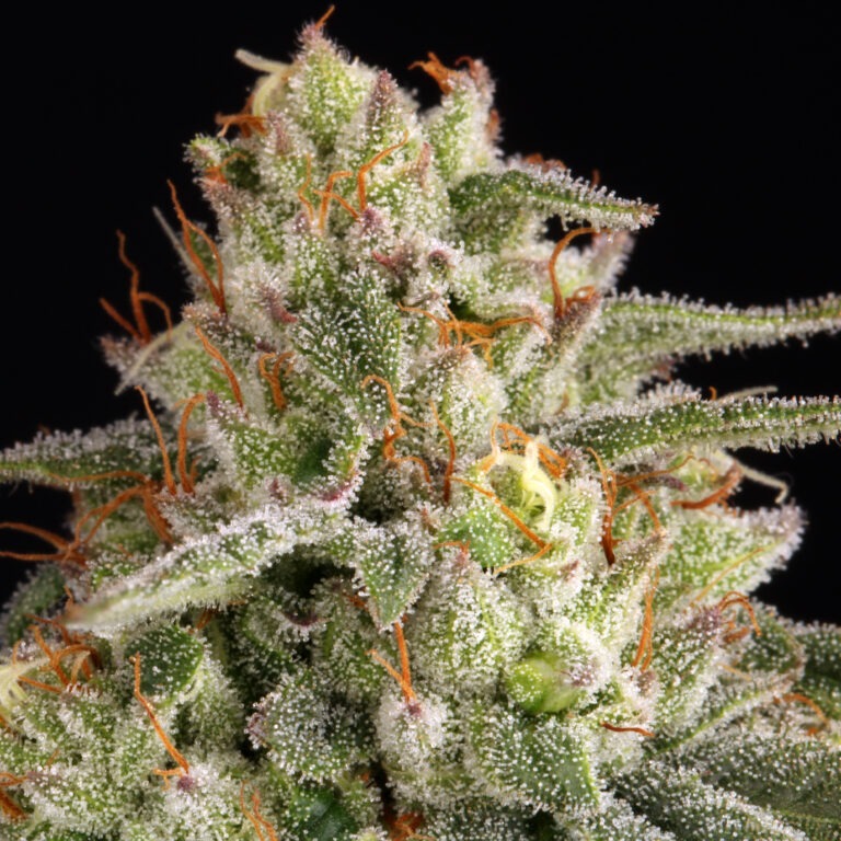 Galactic Guava - Elev8 Seeds