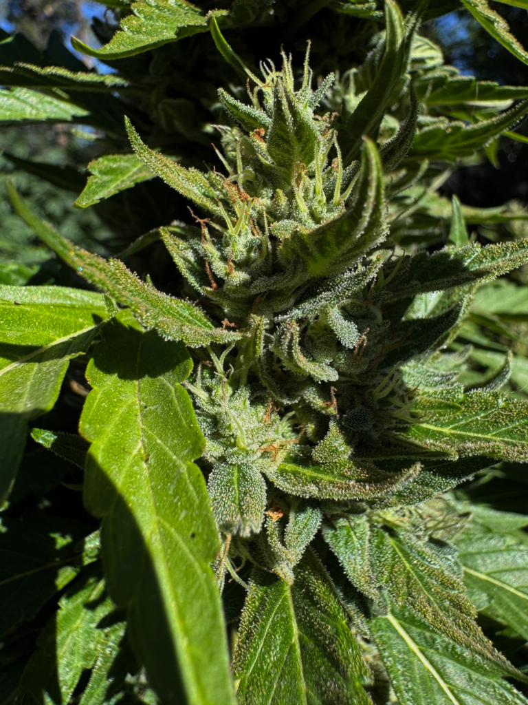 Knotty Fruit - Elev8 Seeds