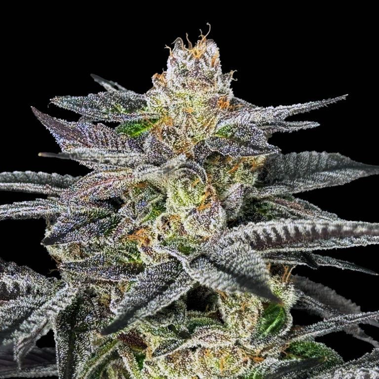 Nerds Rope Archives - Elev8 Seeds