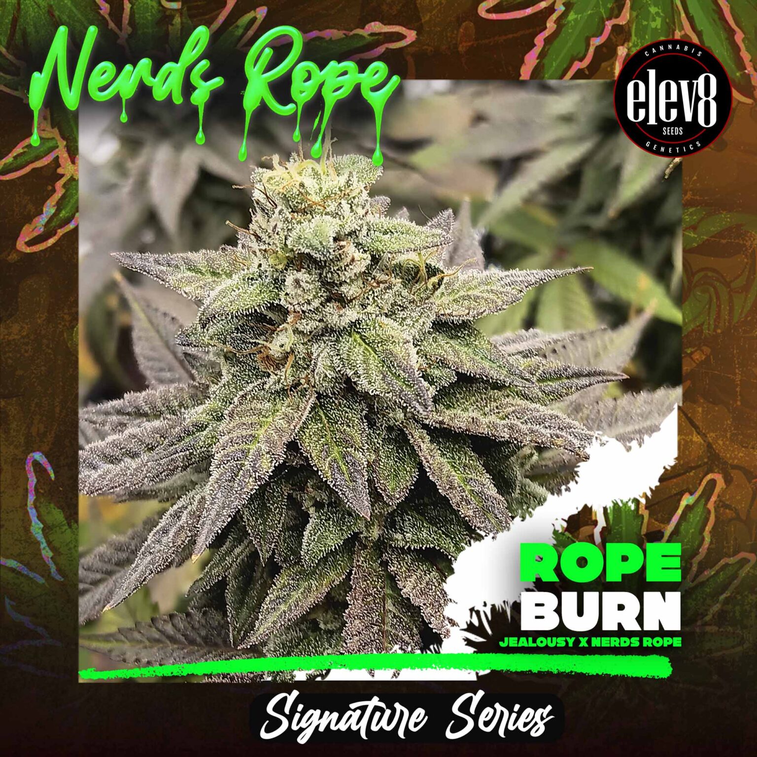 Rope Burn - Elev8 Seeds