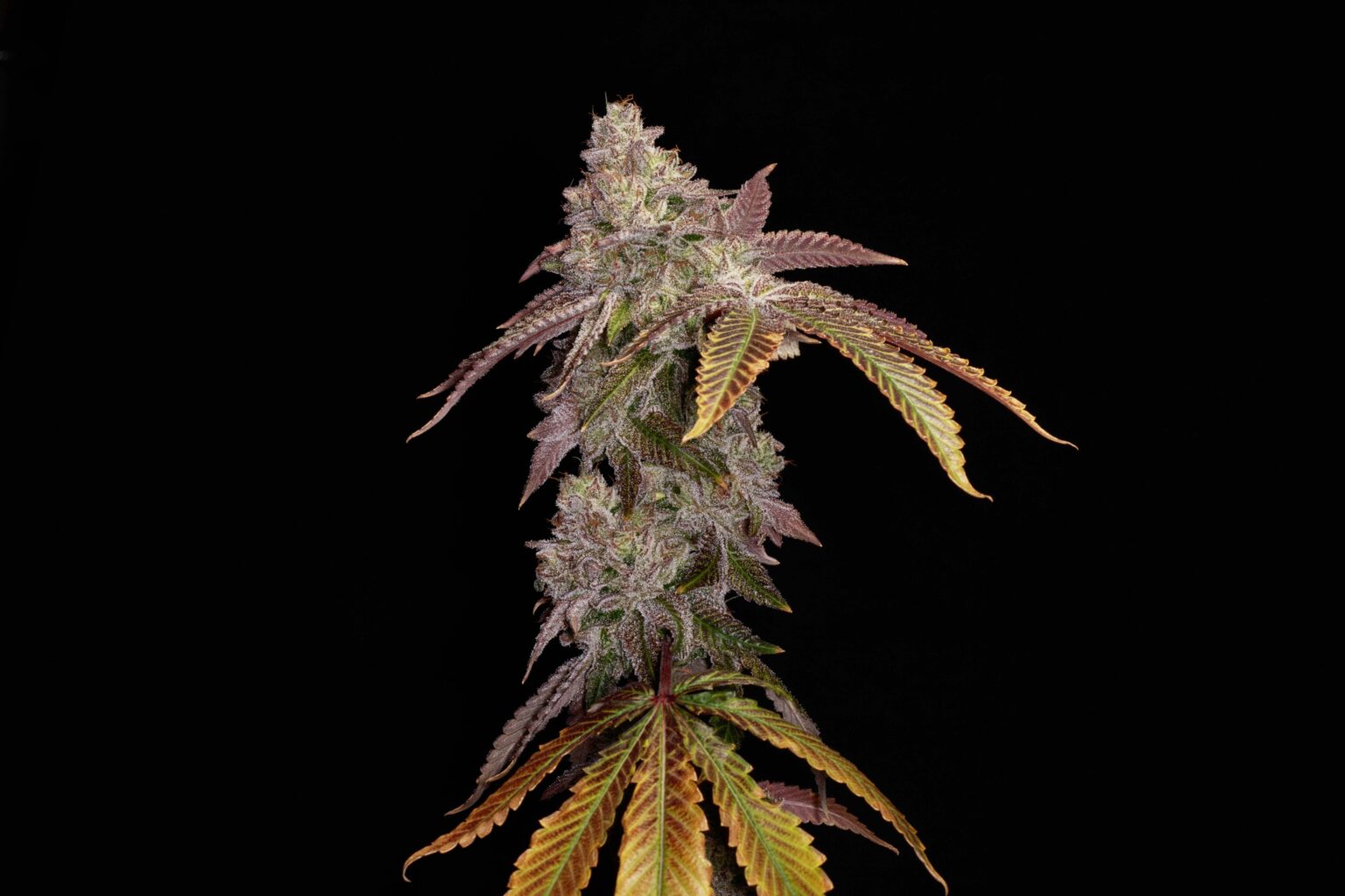 High Potency Cannabis Strains - Fume Frenzy Bundle - Elev8 Seeds