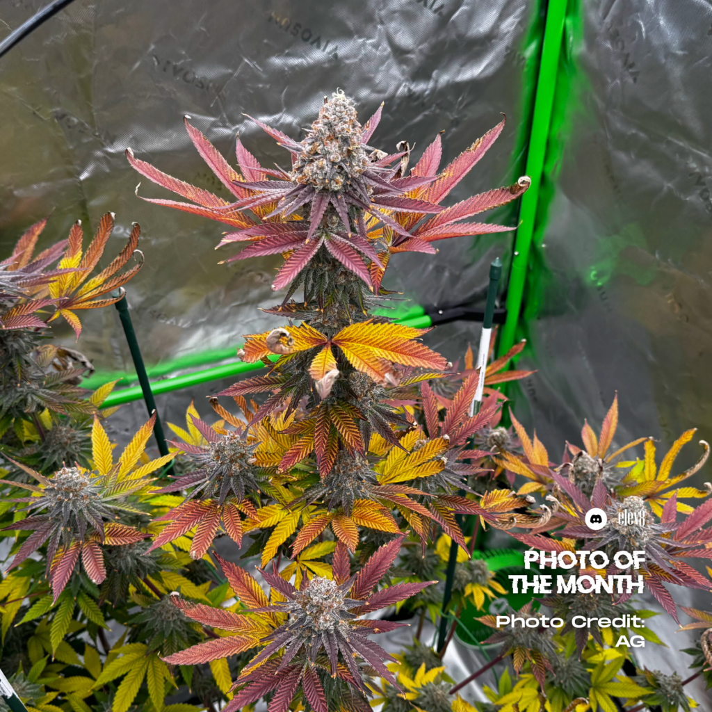 Boof Boss – Fruity, High-Potency Hybrid | Elev8 Seeds