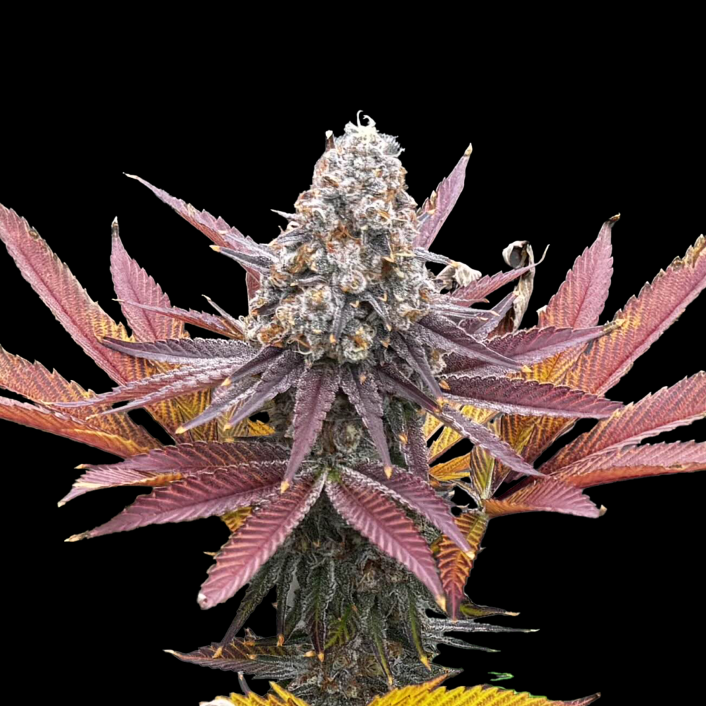 Boof Boss – Fruity, High-Potency Hybrid | Elev8 Seeds