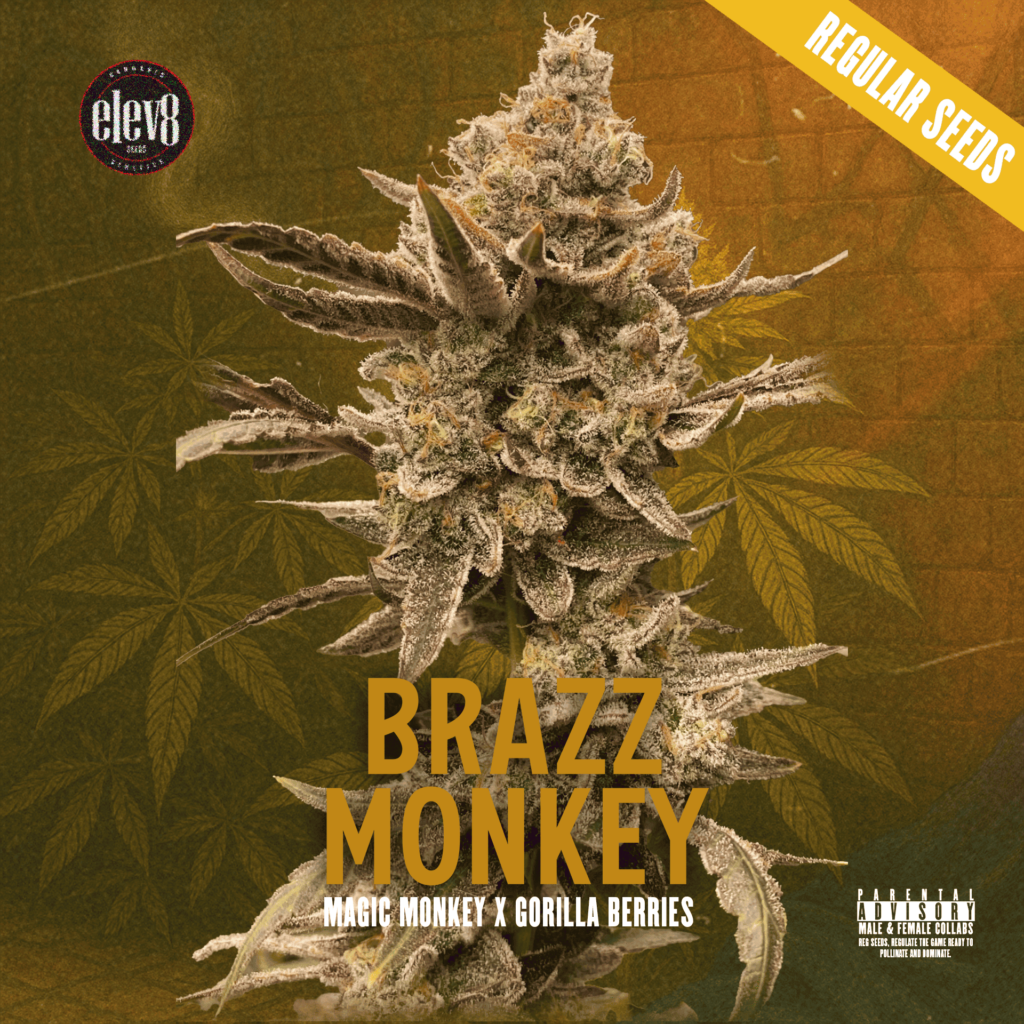 Brazz Monkey - Elev8 Seeds