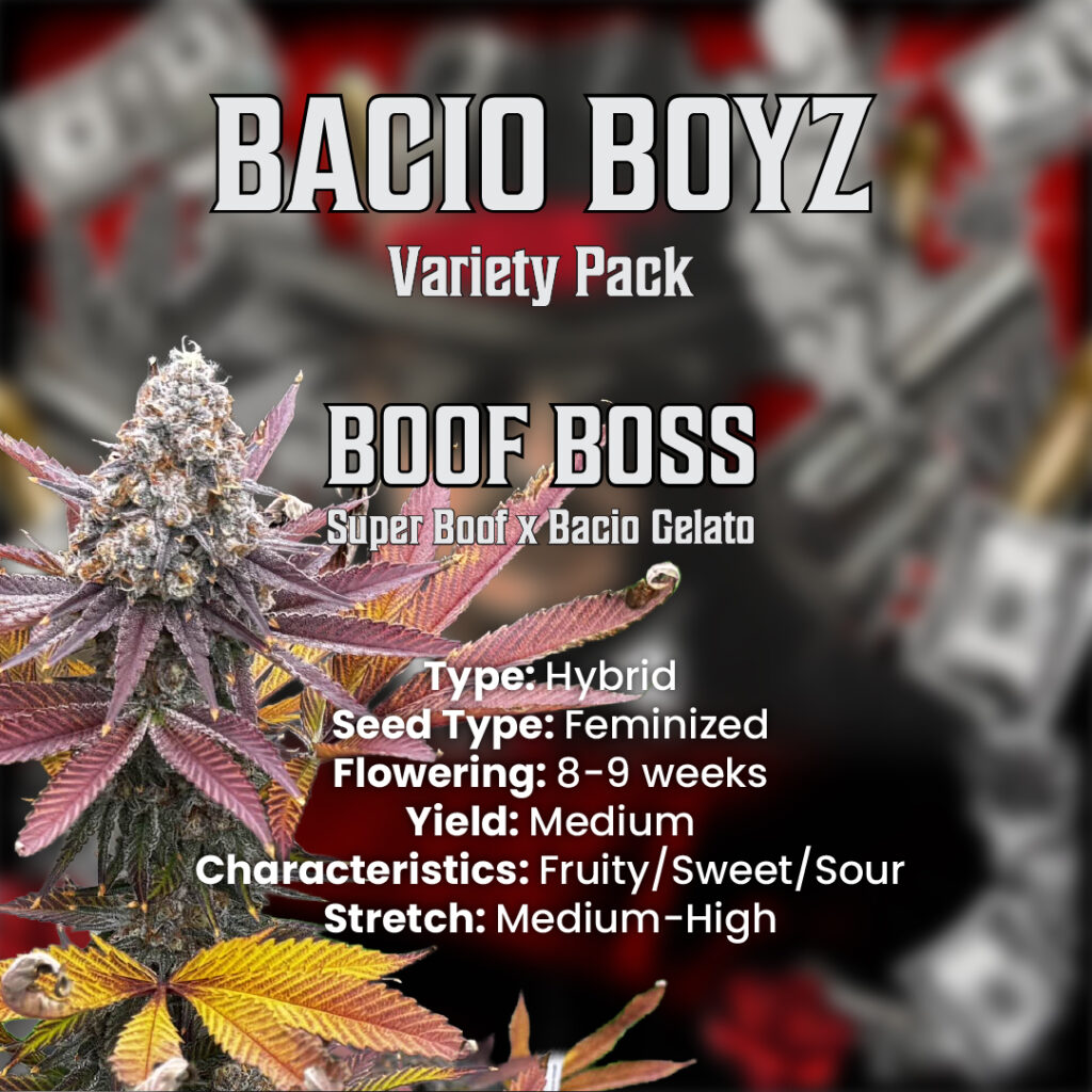Bacio Boyz Variety Pack Feminized Cannabis Seeds | Elev8 Seeds